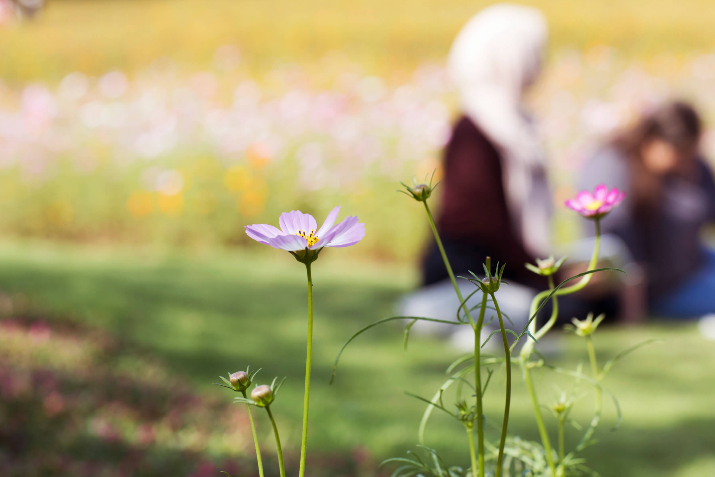 Mid-Term Report Card | Centre for Western Sydney