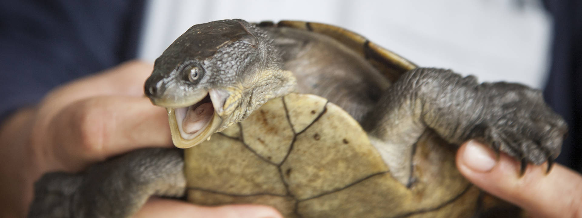 A Tale of Two Turtles