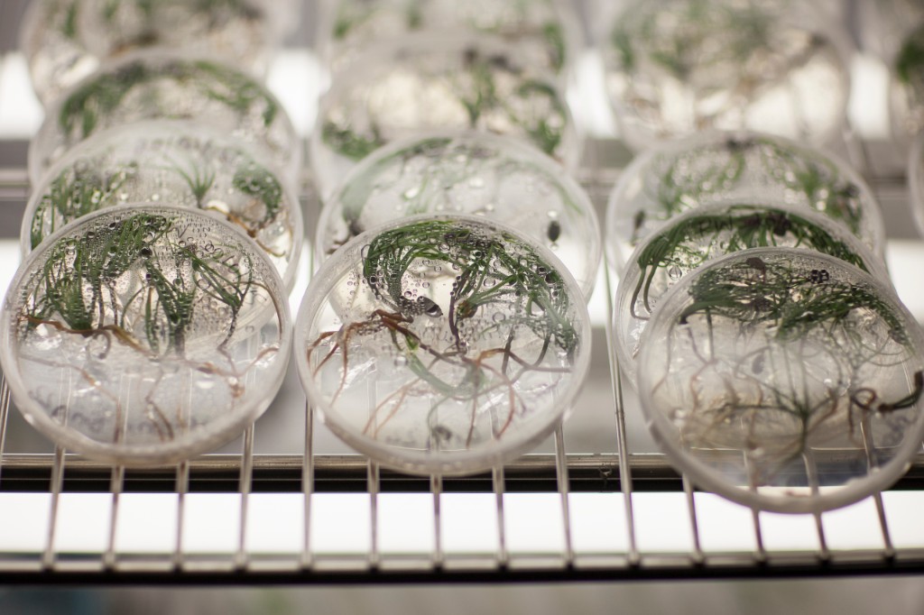 Available research projects | Western Sydney University