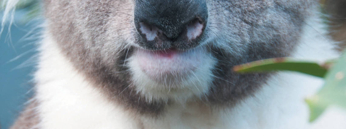 Probiotic Solution to Koala's Woes | Future Makers