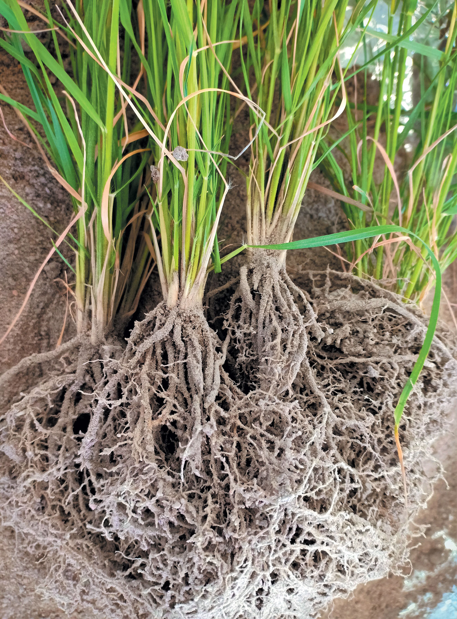 Microbes at the Root of Sustainable Farming | Future-Makers