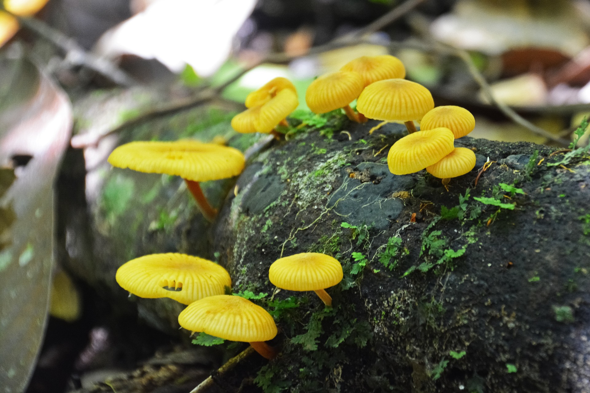The Secret Powers of Wonder Fungus | Future-Makers