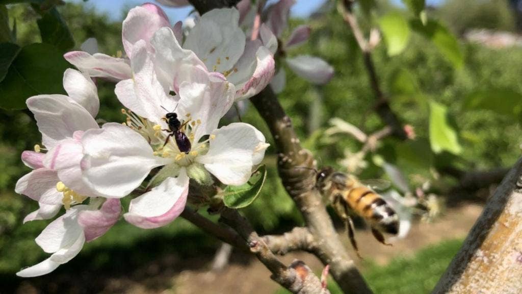 Study finds apple pollination in Australia reliant on introduced species