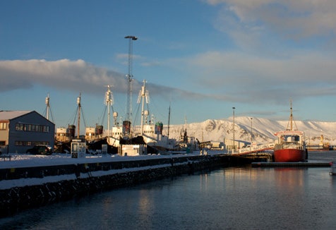Australia's whaling case against Japan inherently risky, says expert