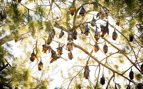 Flying-foxes’ extraordinary mobility creates key challenges for ...