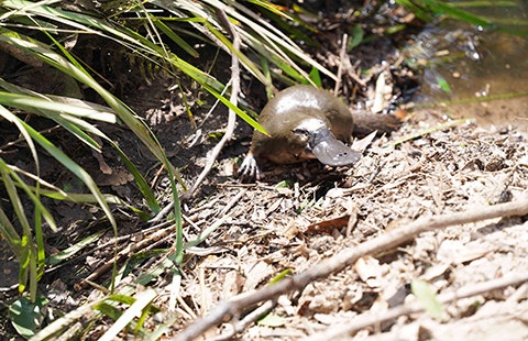 Penrith platypus population to be conserved through new grant