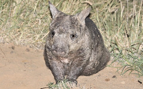Western Sydney University research reveals diet of endangered northern ...