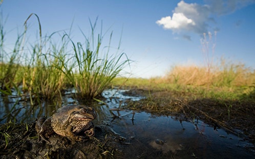 How climate change is drying out Australia’s frogs – and what that ...