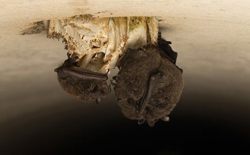 Global study reveals how ‘fat bats’ are beating climate challenges